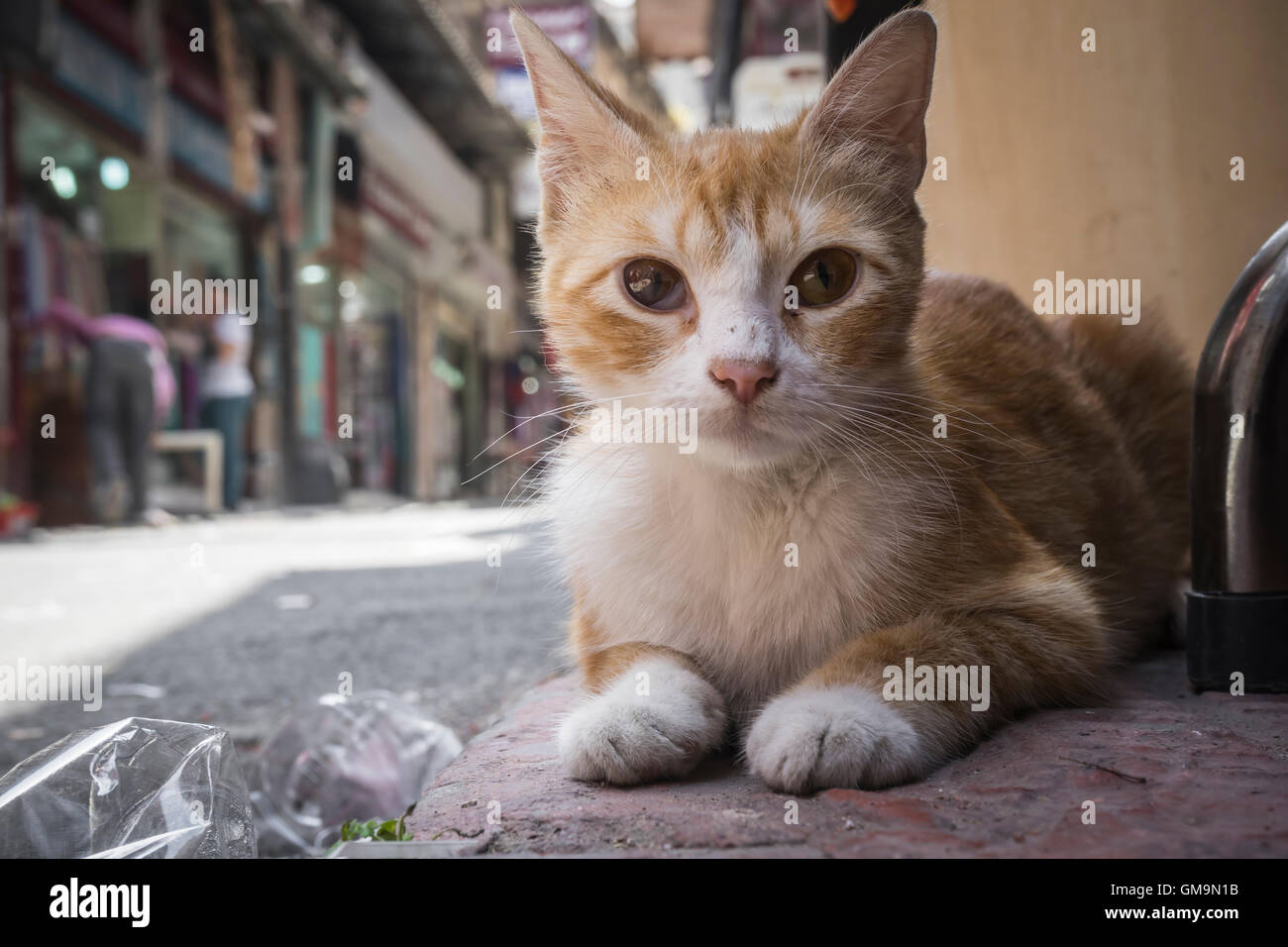 Istanbul street cat Stock Photo - Alamy
