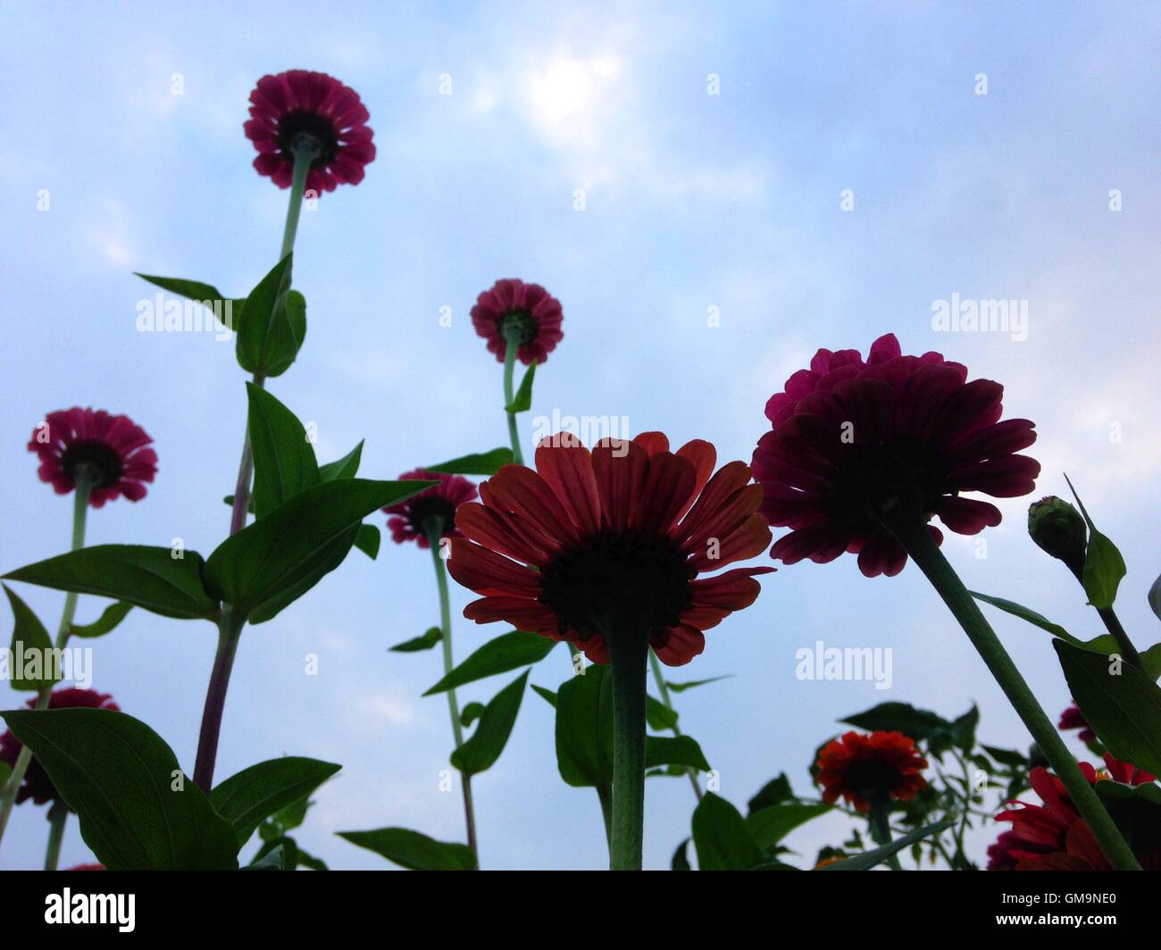 Ants view of beautiful flowers Stock Photo - Alamy