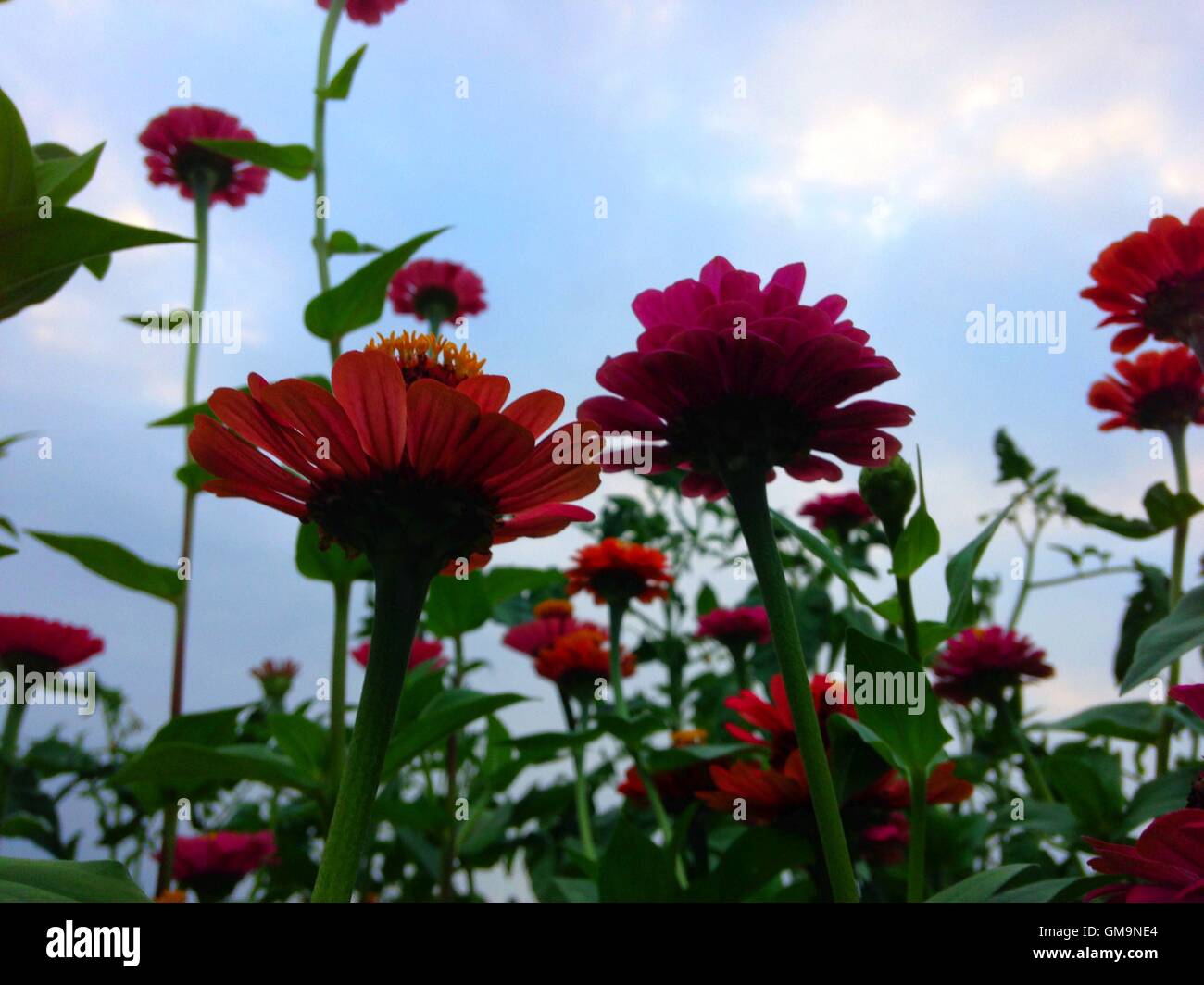 Ants and flowers hi-res stock photography and images - Alamy