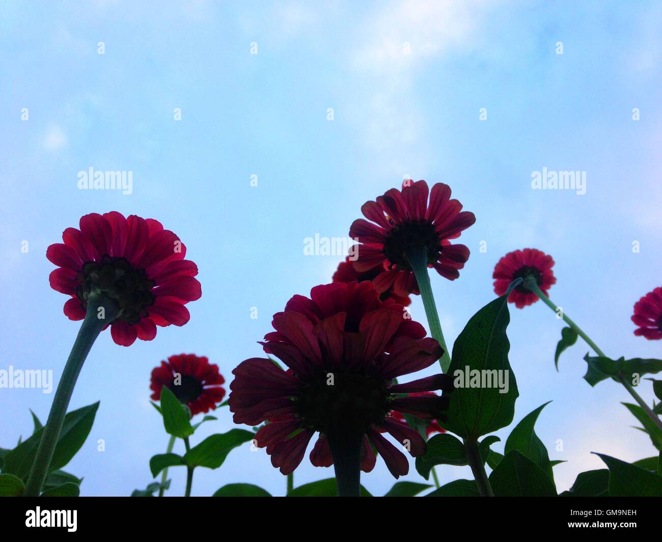Ants view of beautiful flowers Stock Photo - Alamy