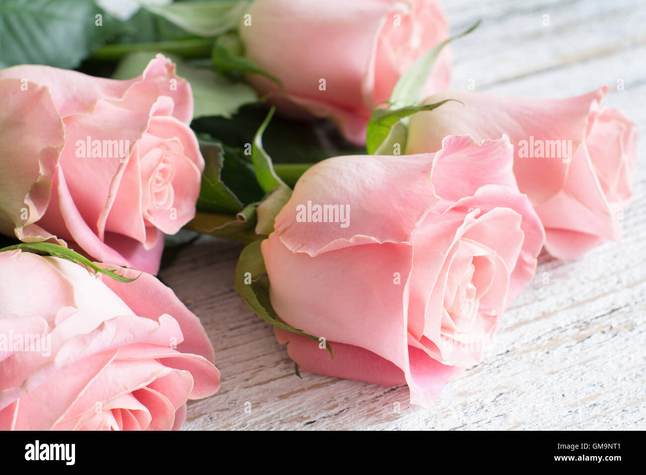 Pink roses on white wooden background, close up. Vintage background ...