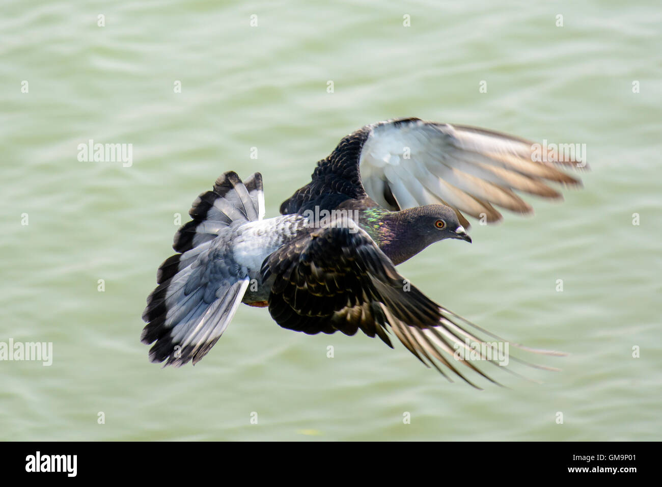 Close Up Dove Flying above Green Lake. Super High Shutter Speed to ...