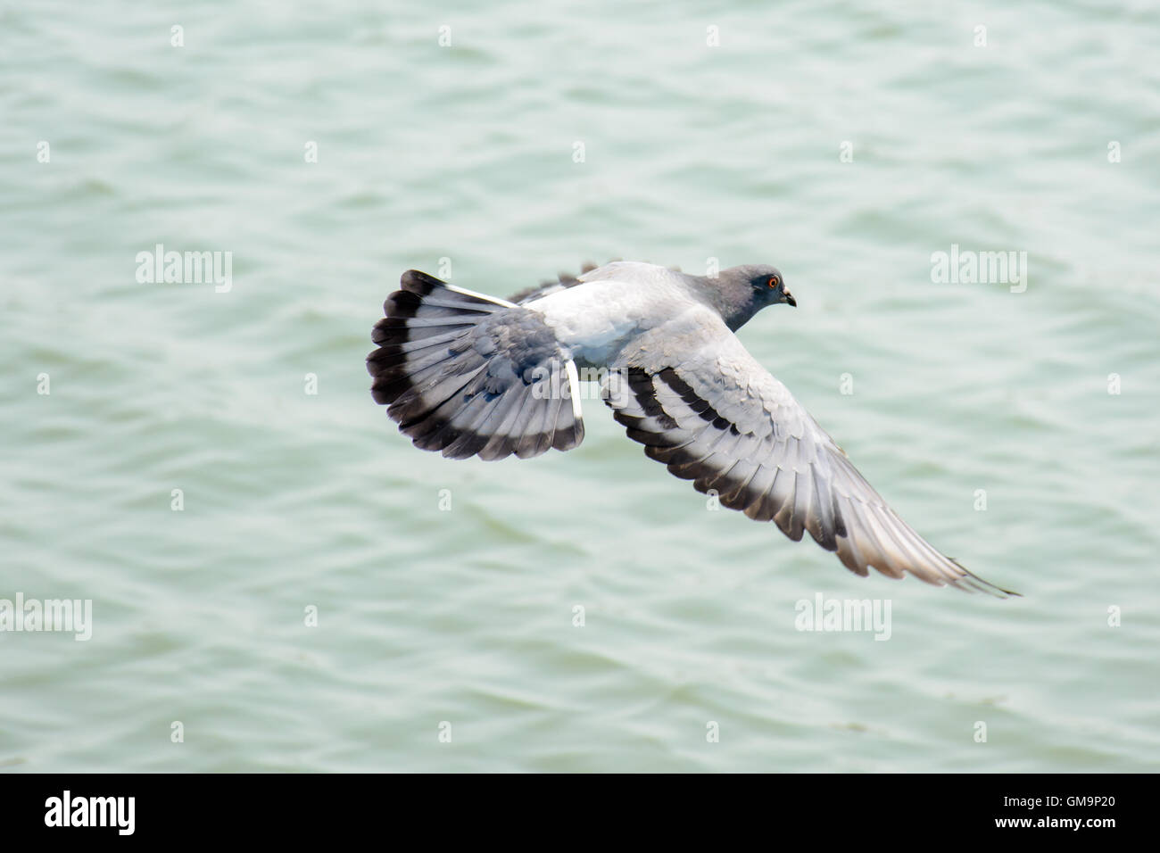 Close Up Dove Flying above Green Lake. Super High Shutter Speed to ...