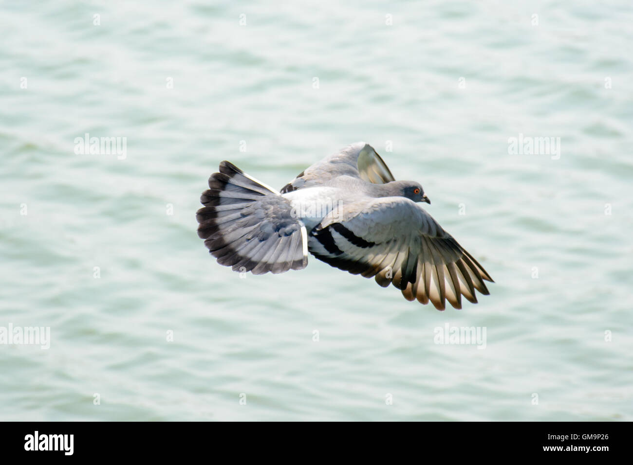Close Up Dove Flying above Green Lake. Super High Shutter Speed to ...