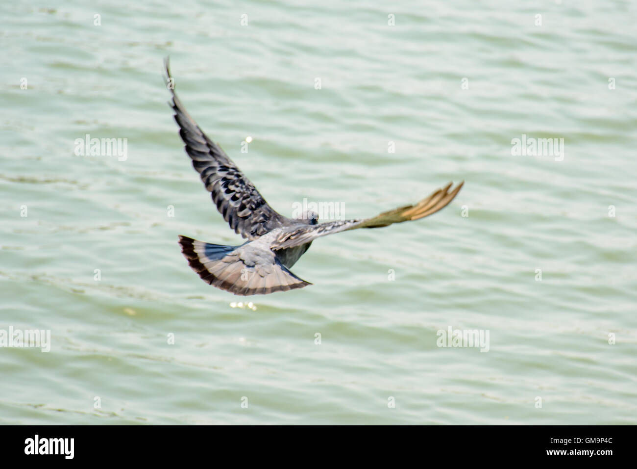 Close Up Dove Flying above Green Lake. Super High Shutter Speed to ...