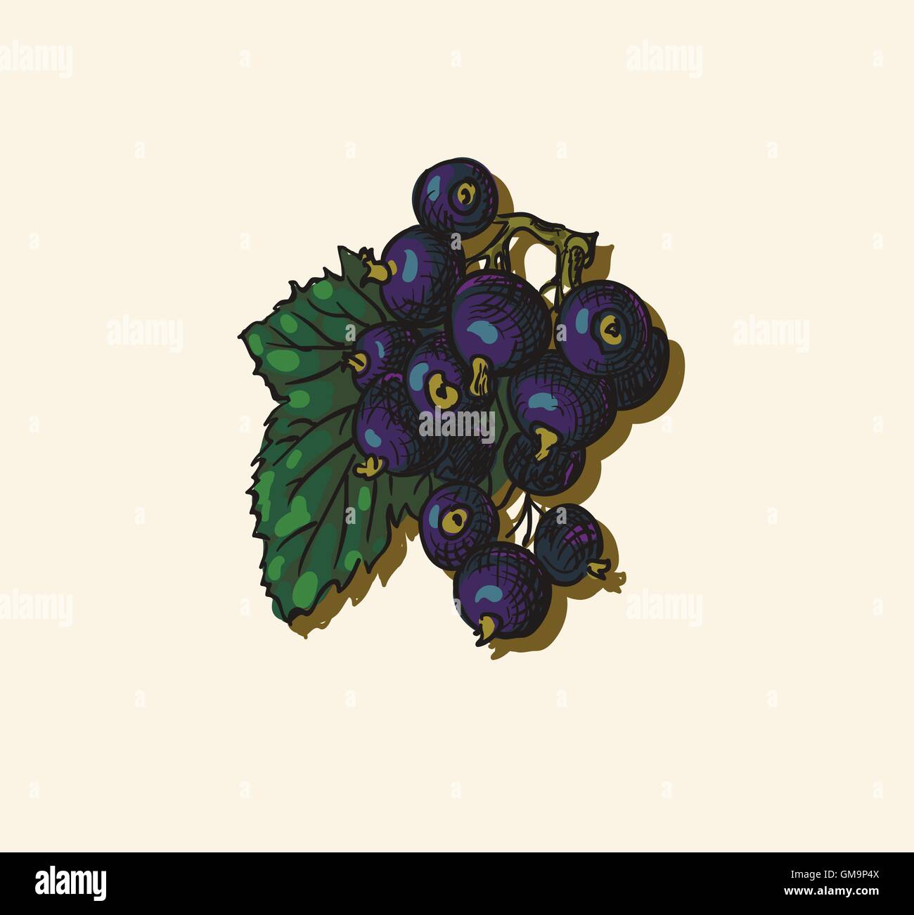 Vector illustration of blackcurrant Stock Vector Image & Art - Alamy