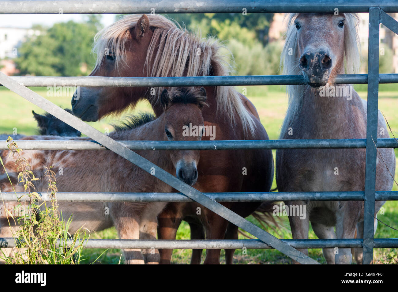 Stallion and mare with foal behind fence Stock Photo - Alamy