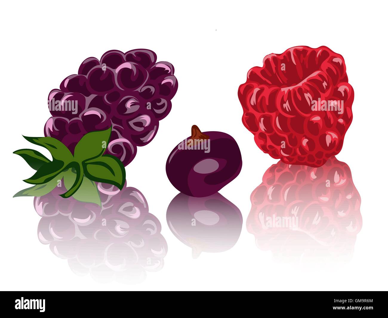 Blueberries detail Stock Vector Images - Alamy