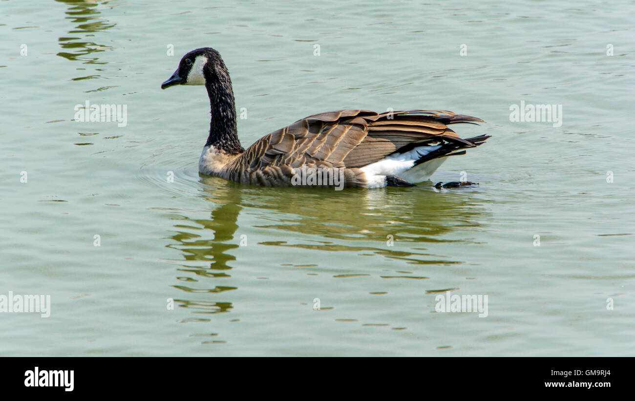 Close Up Wild Goose Playing in the Lake Stock Photo - Alamy
