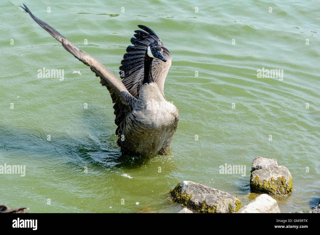 Close Up Wild Goose Playing in the Lake Stock Photo - Alamy
