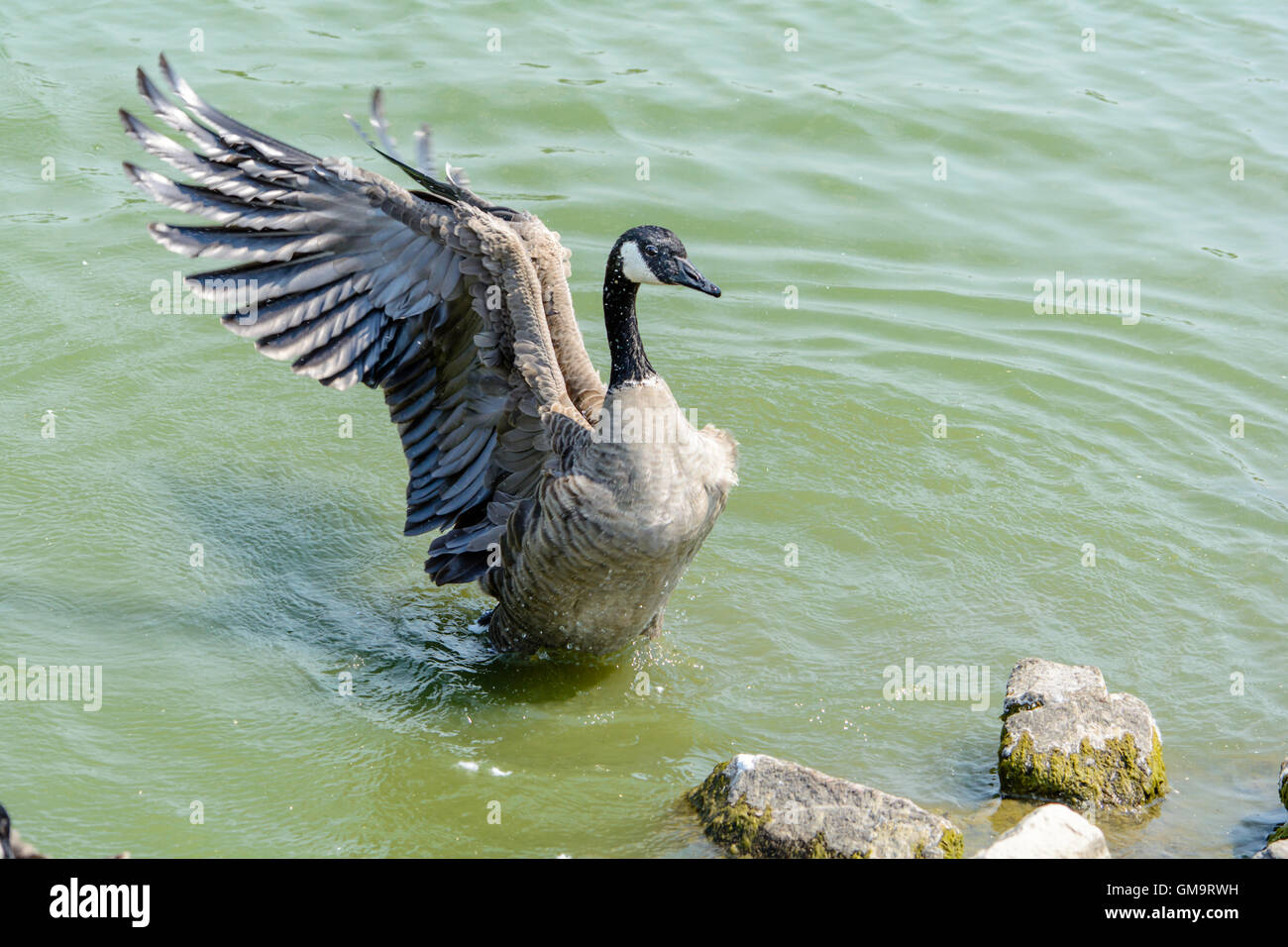 Close Up Wild Goose Playing in the Lake Stock Photo - Alamy