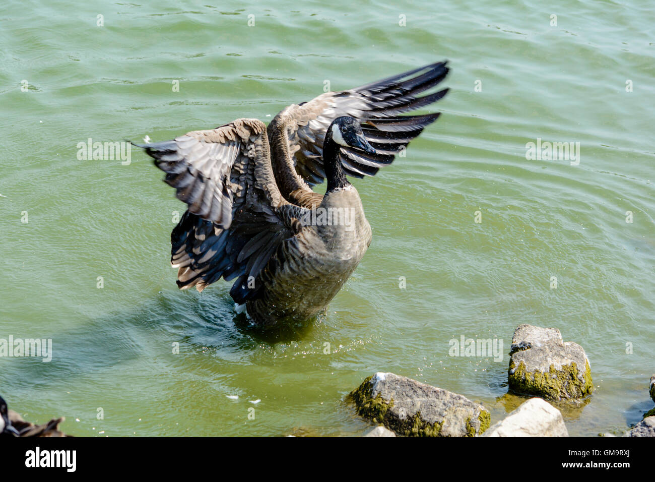 Close Up Wild Goose Playing in the Lake Stock Photo - Alamy