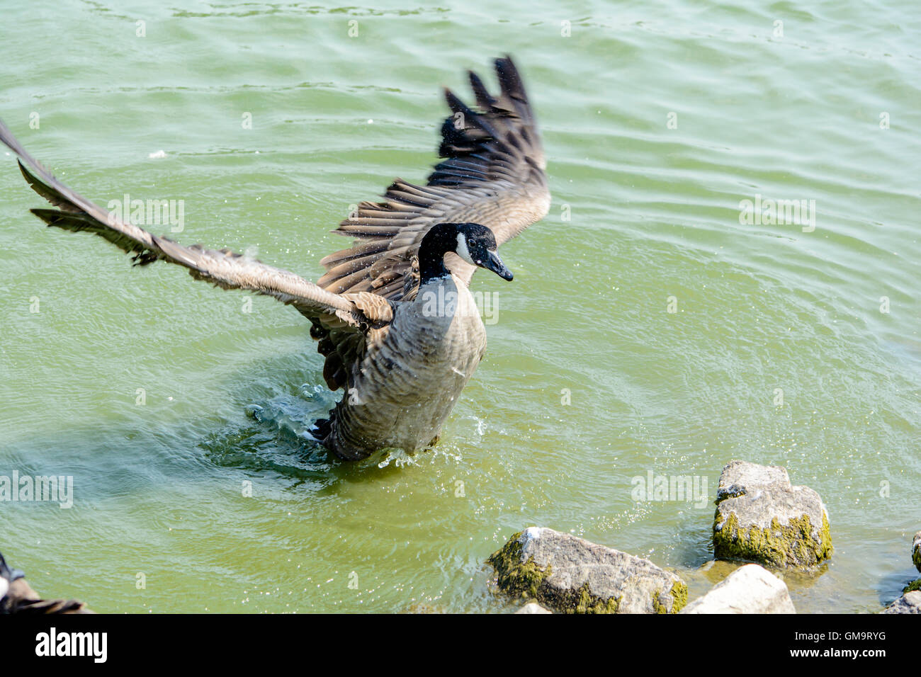 Close Up Wild Goose Playing in the Lake Stock Photo - Alamy