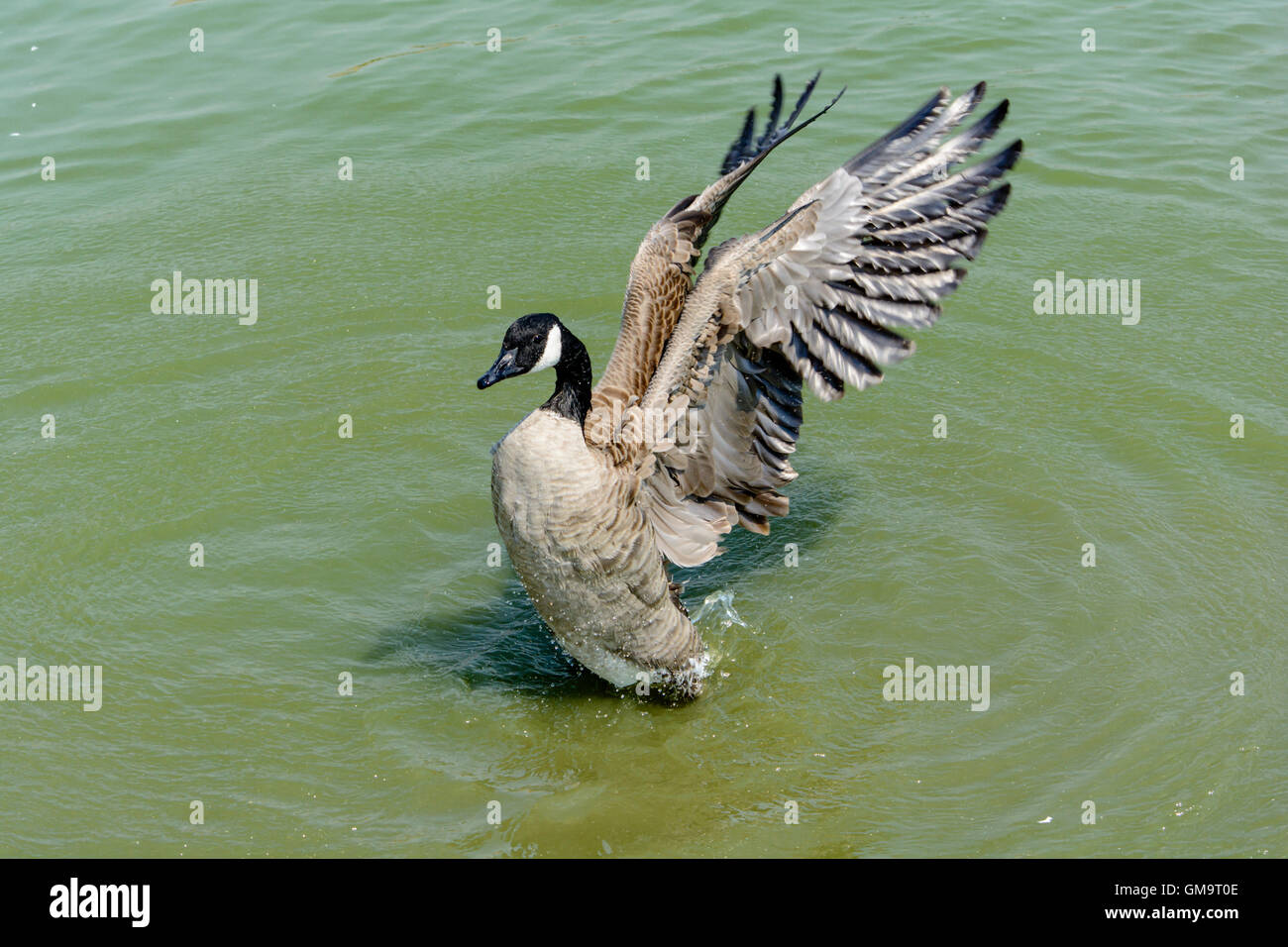 Close Up Wild Goose Playing in the Lake Stock Photo - Alamy
