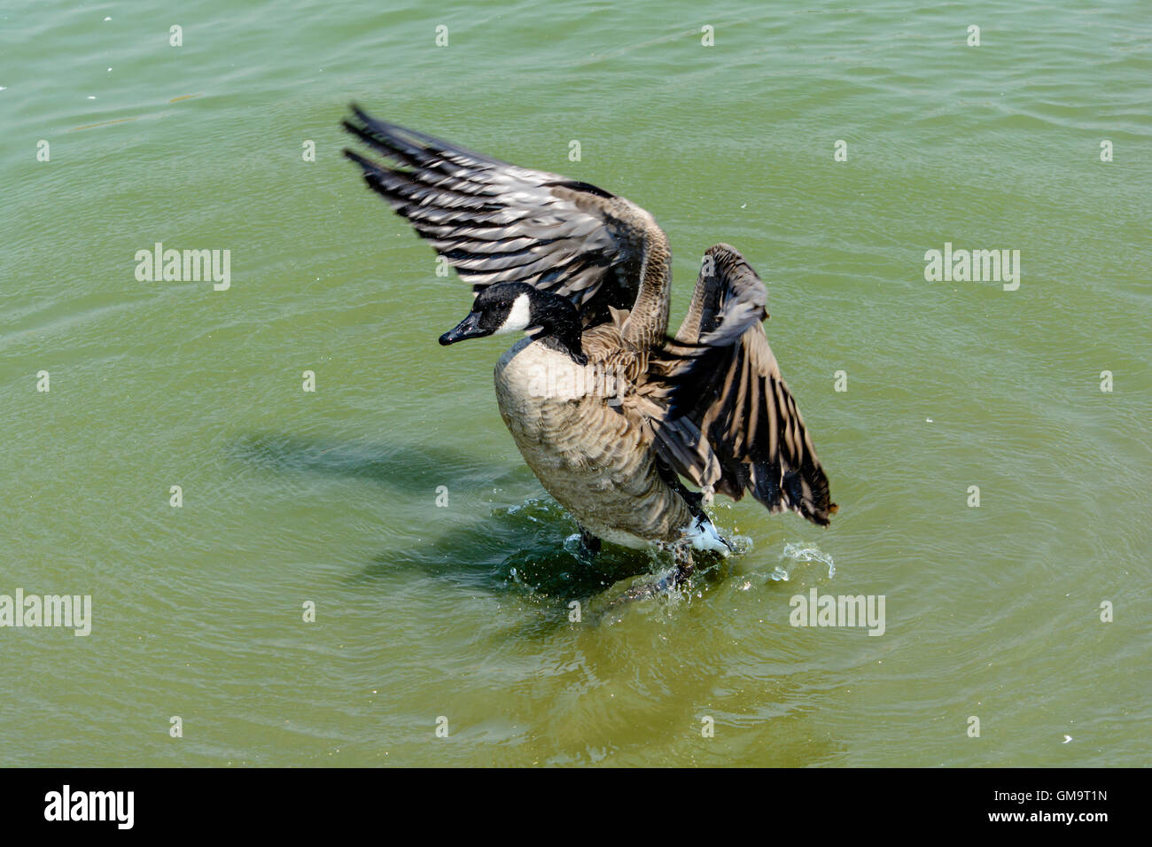 Close Up Wild Goose Playing in the Lake Stock Photo - Alamy