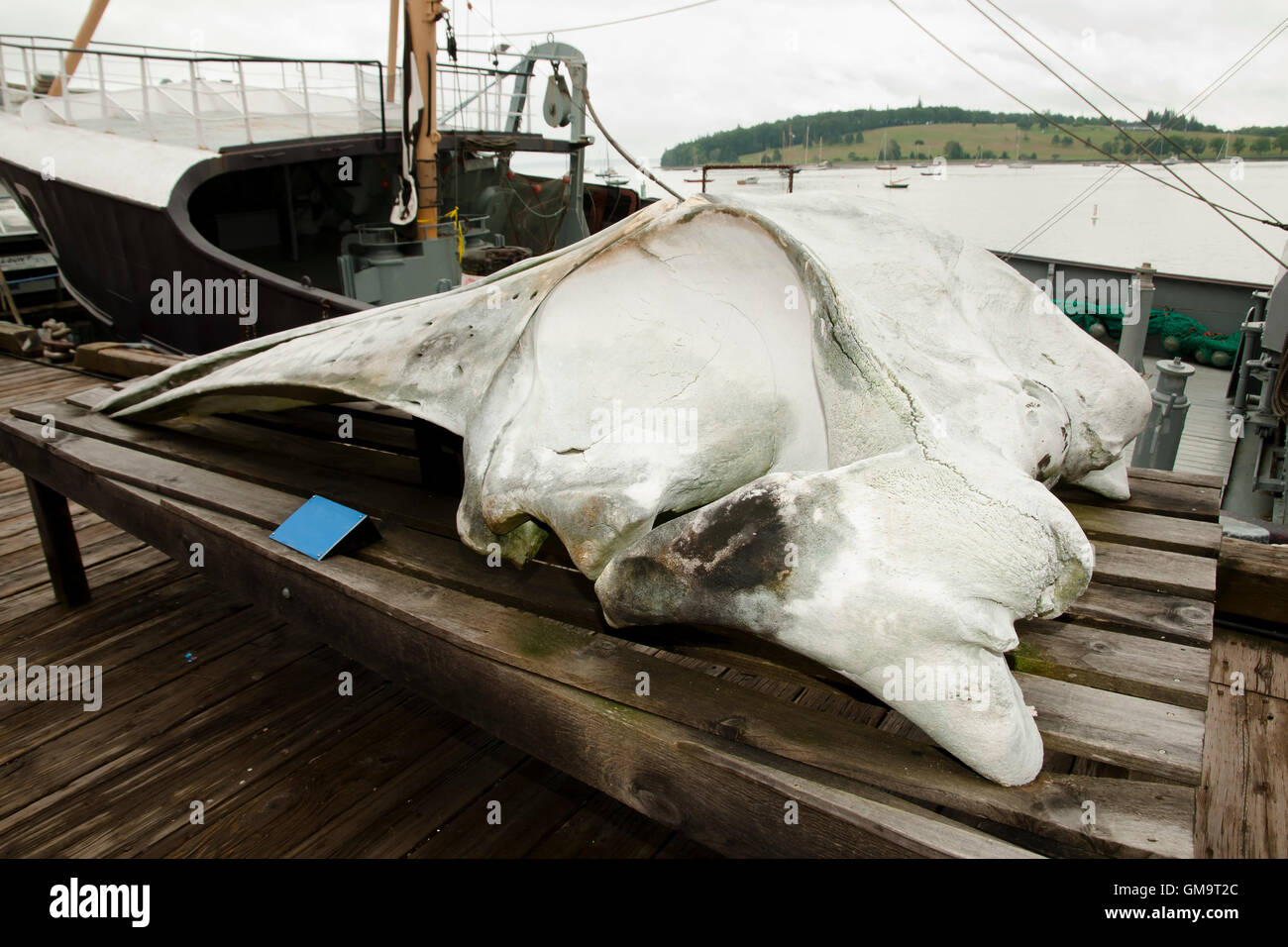 Fin Whale Skull Stock Photo - Alamy
