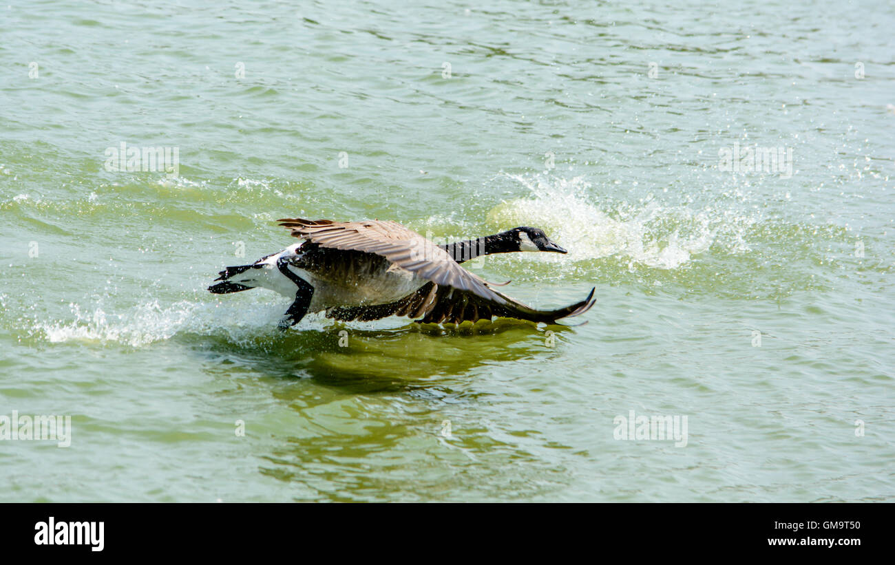 Close Up Wild Goose Playing in the Lake Stock Photo - Alamy