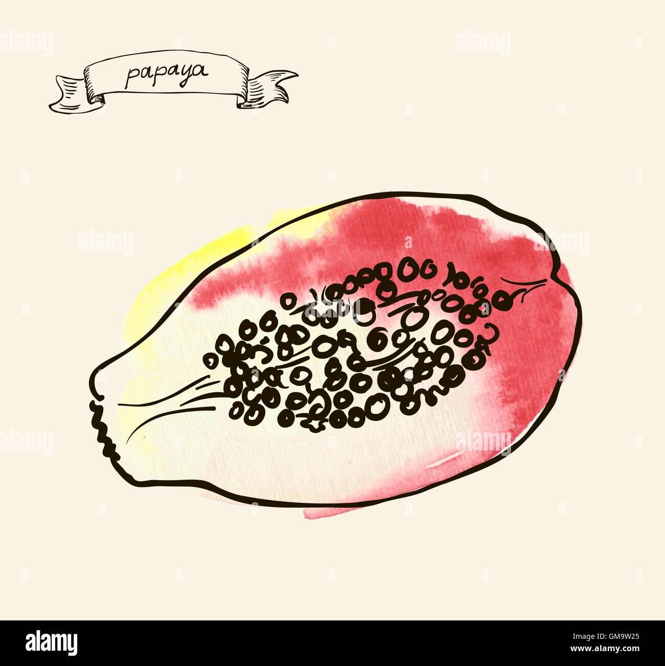 hand drawn vintage illustration of papaya Stock Vector Image & Art - Alamy
