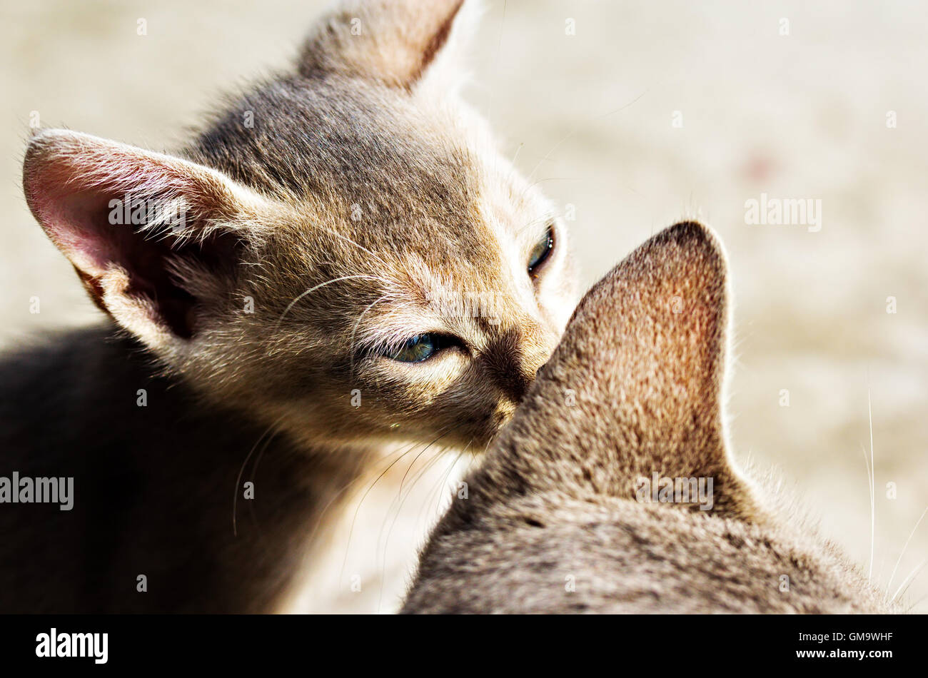 a kitten seems to be whispering in the ear of another kitten Stock ...