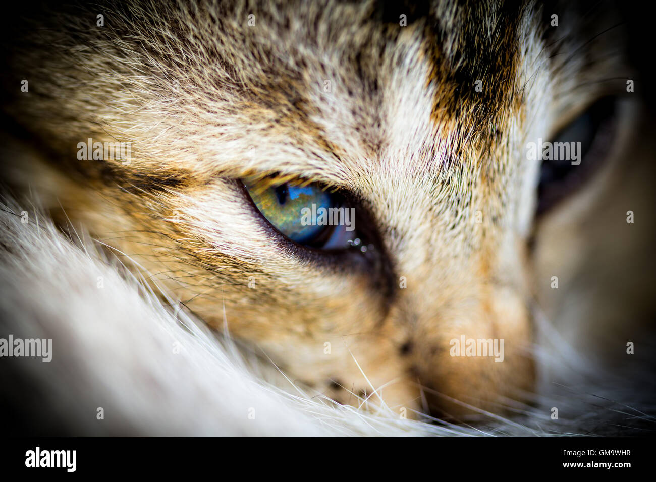 close up of an eye of a kitten Stock Photo - Alamy