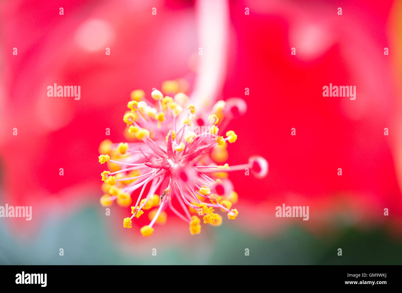 Hibiscus stigma hi-res stock photography and images - Alamy