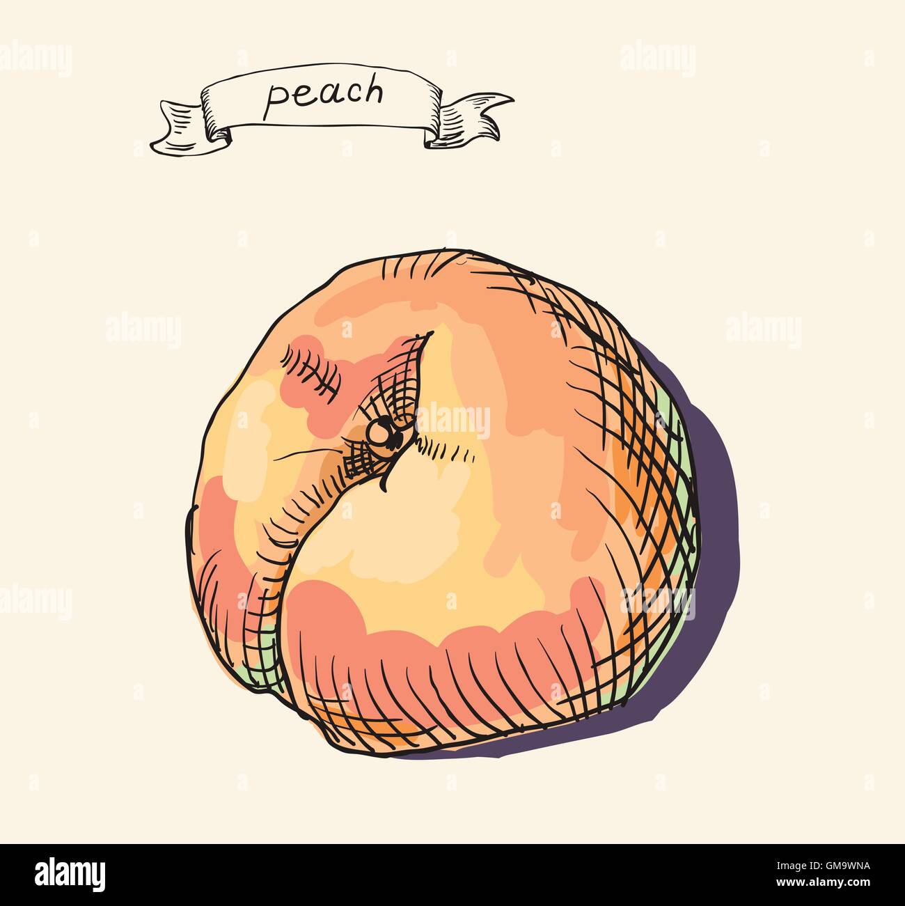 Peach vector illustration Stock Vector Image & Art - Alamy