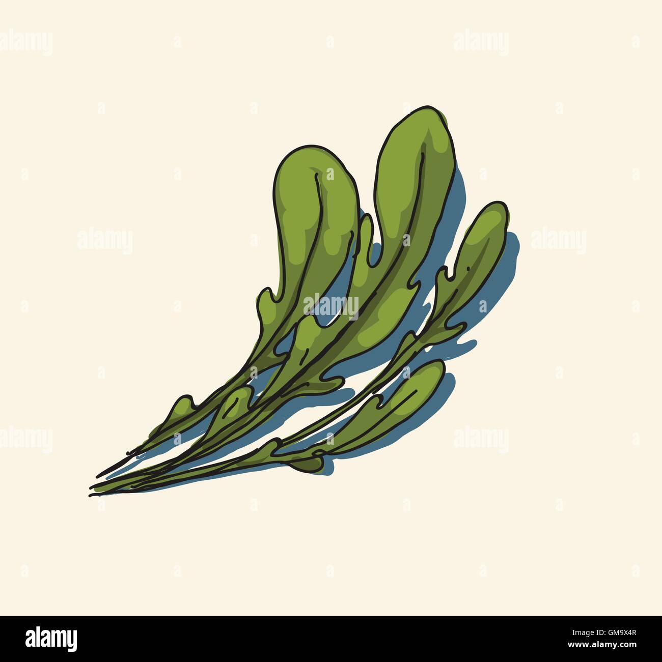 Fresh rucola arugula leaves Stock Vector Images - Alamy