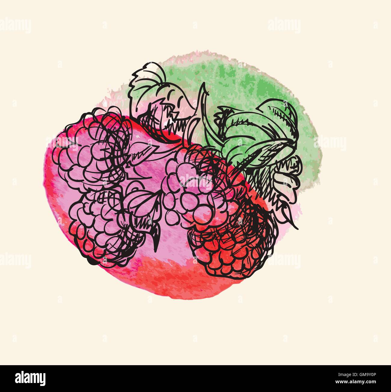 Vector illustration of raspberries Stock Vector Image & Art - Alamy