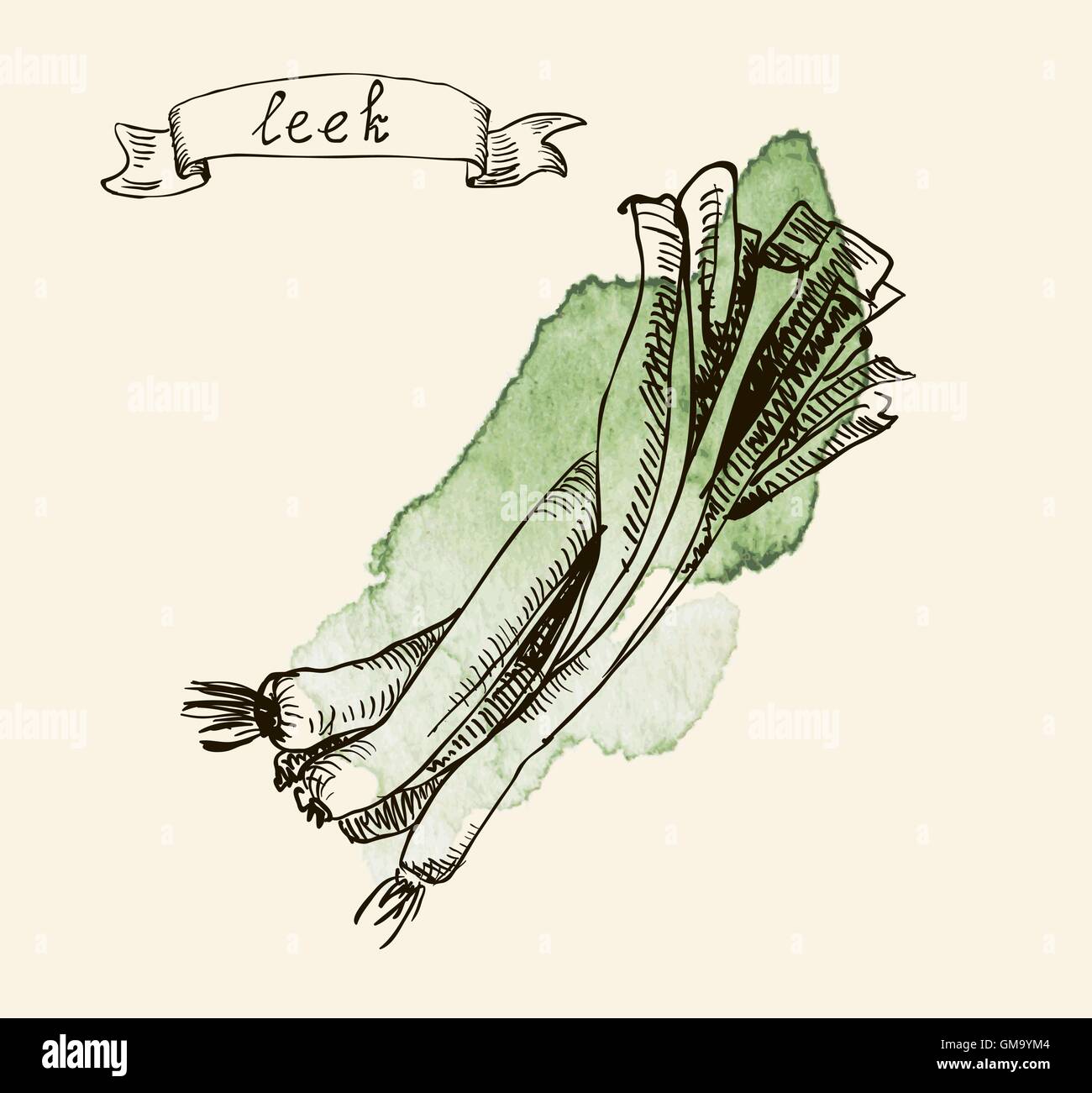 hand drawn vintage illustration of leek Stock Vector Image & Art - Alamy