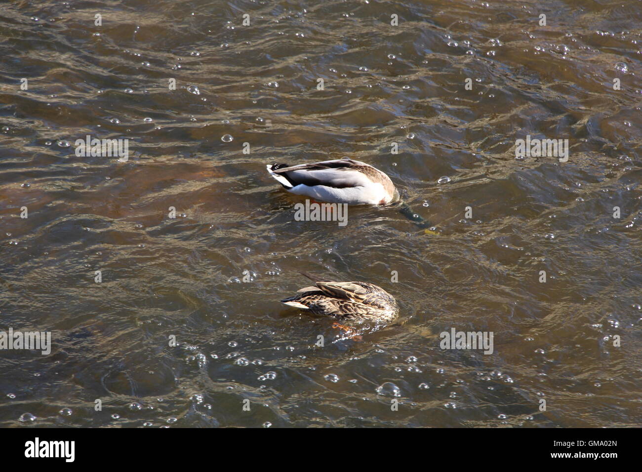 Headless bird hi-res stock photography and images - Alamy