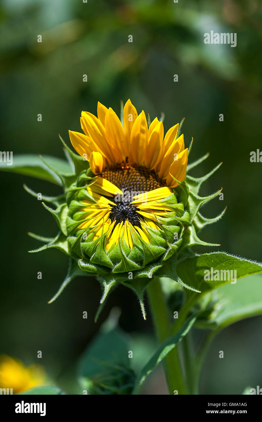 Half sunflower hi-res stock photography and images - Alamy