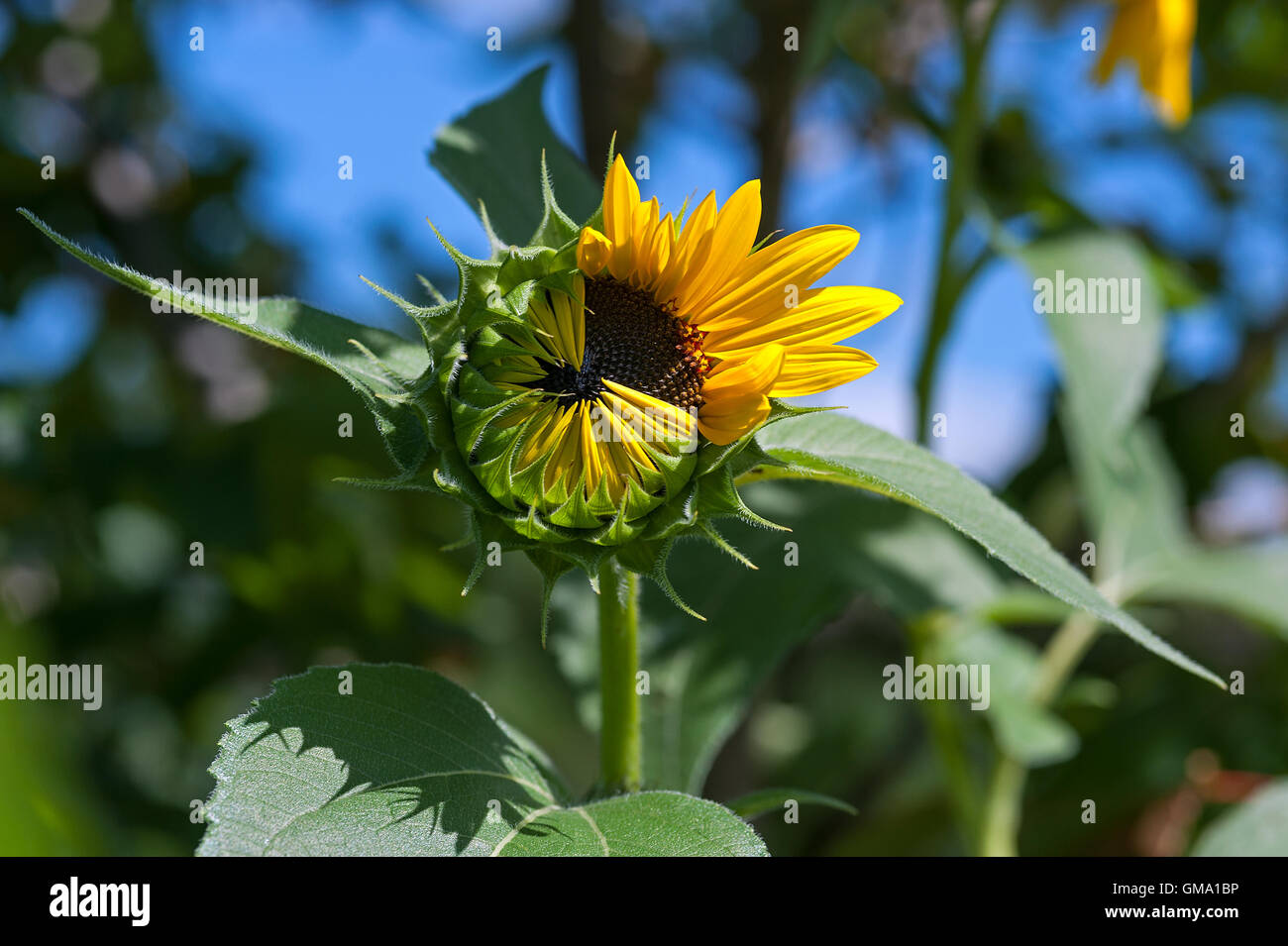 Half sunflower hi-res stock photography and images - Alamy