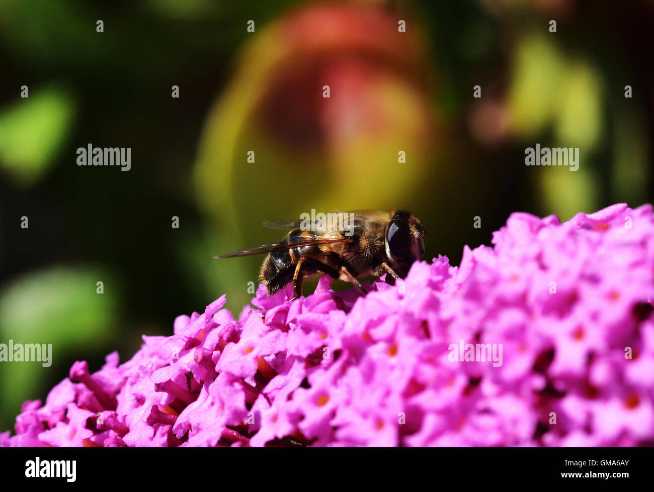 Wild Bee collecting buddleia nectar Stock Photo - Alamy
