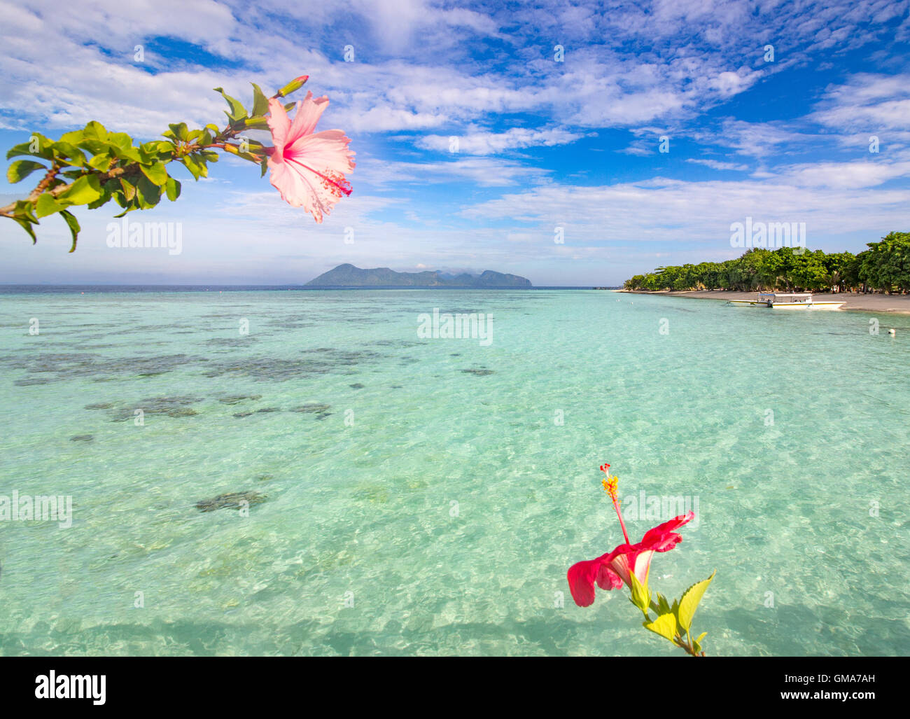 Two hibiscus hi-res stock photography and images - Alamy