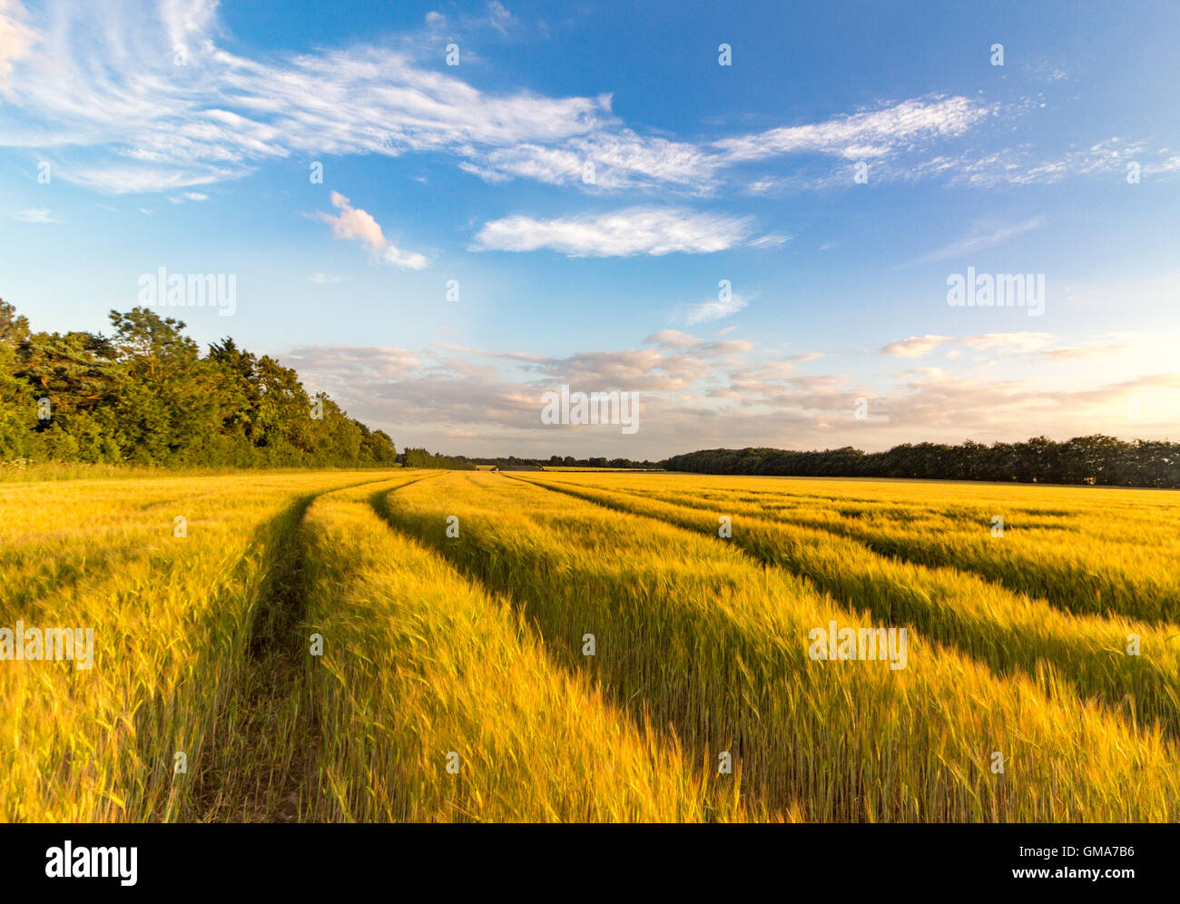 A beautiful wheat field in full bloom on a sunny summer's evening in ...