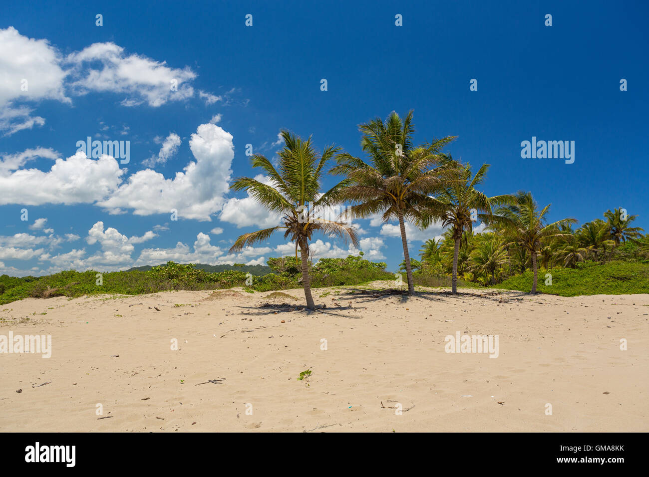 DOMINICAN REPUBLIC - Beach landscape with palm trees at mouth of Yasica ...