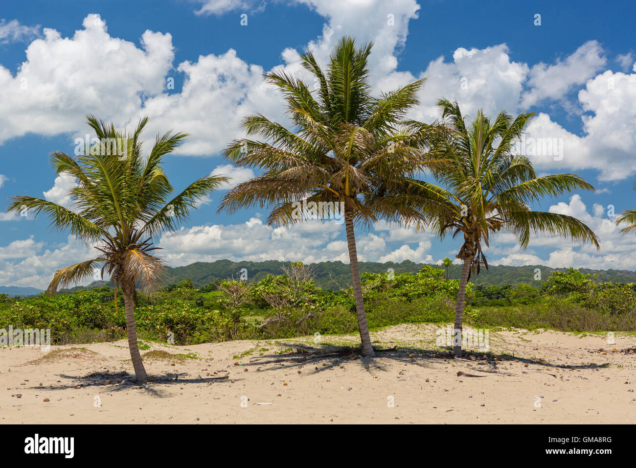 DOMINICAN REPUBLIC - Beach landscape with palm trees at mouth of Yasica ...