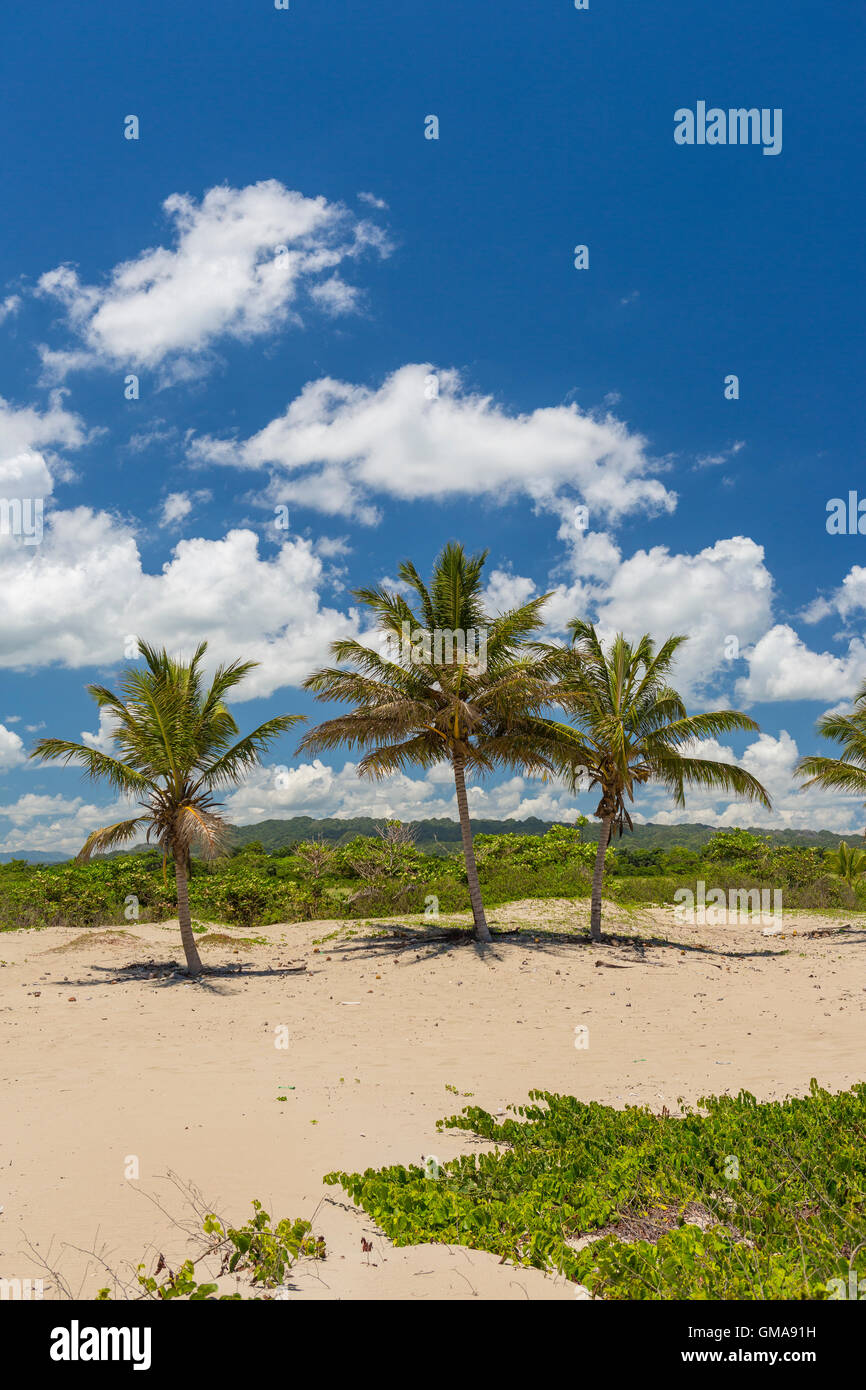 DOMINICAN REPUBLIC - Beach landscape with palm trees at mouth of Yasica ...