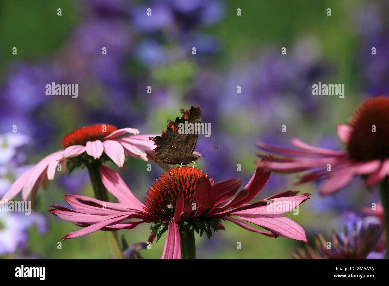 Underwing of Comma butterfly on garden flower Stock Photo - Alamy