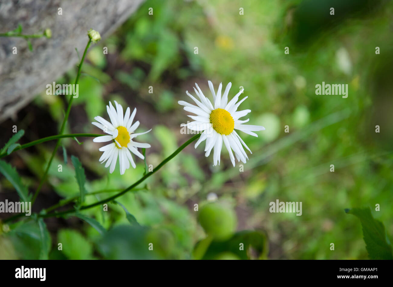 Two daisies in the garden Stock Photo - Alamy