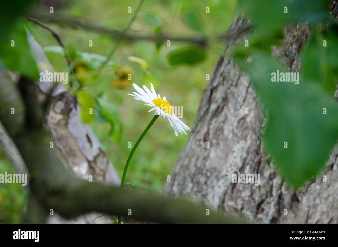 Daisy near the trees' trunks Stock Photo - Alamy