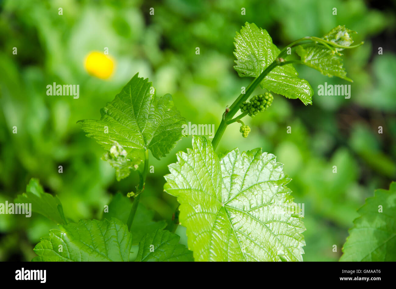 Young green grapevine with tiny green grapes Stock Photo - Alamy