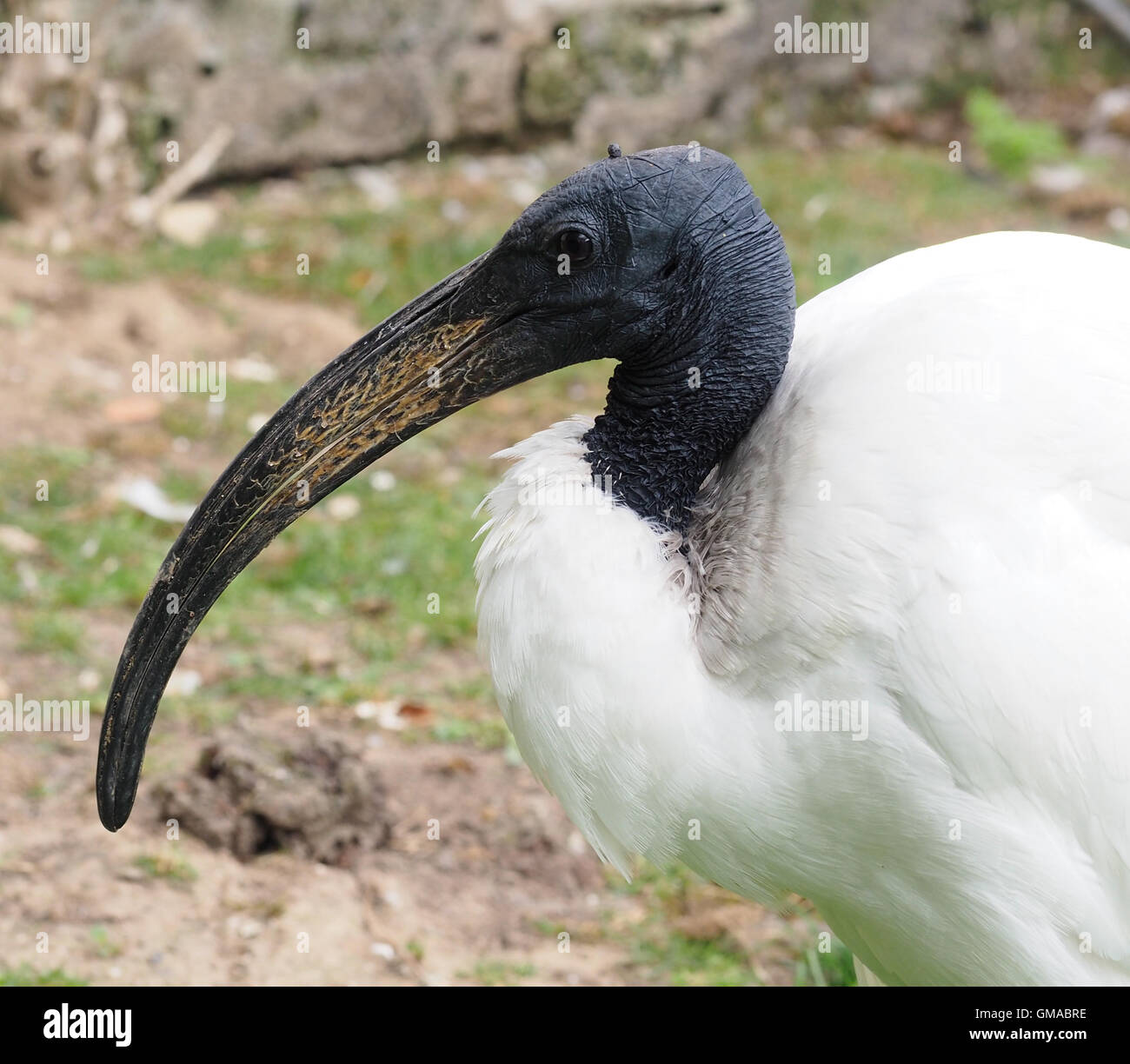 Australian White Ibis head shot Stock Photo - Alamy