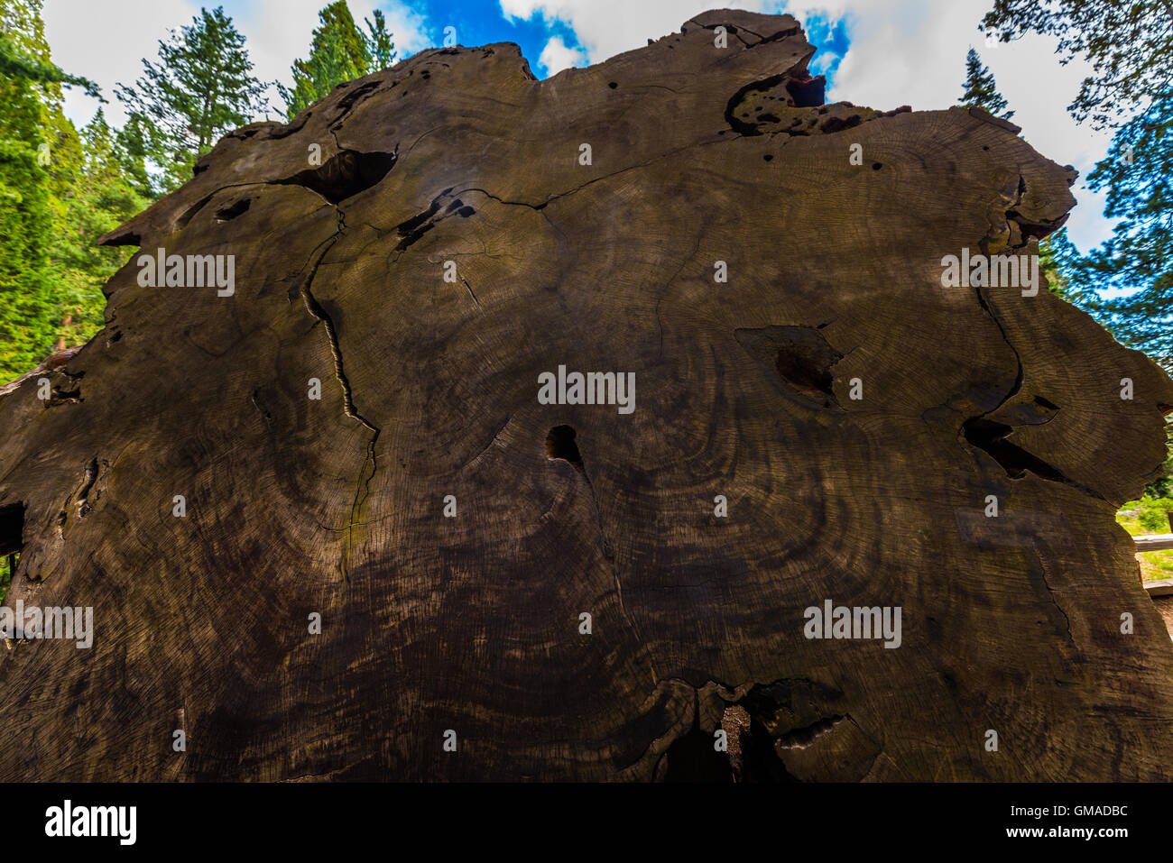 Sequoia National Park Tree Ring Display California USA Stock Photo - Alamy