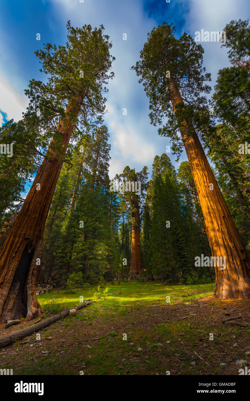 Beautiful giant sequoia trees hi-res stock photography and images - Alamy