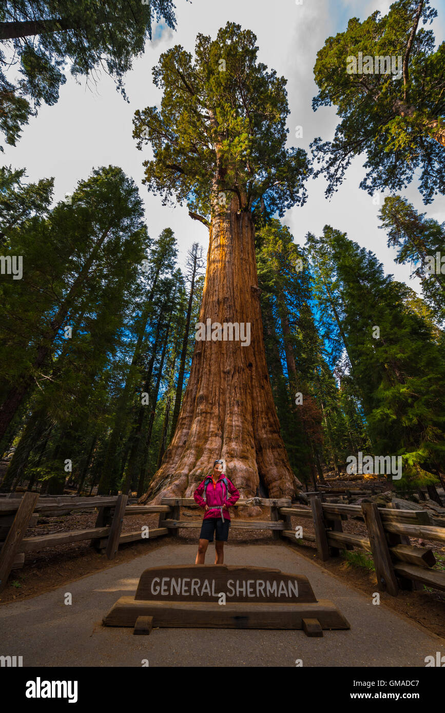 Largest known living single stem tree on Earth Sequoia National Park ...