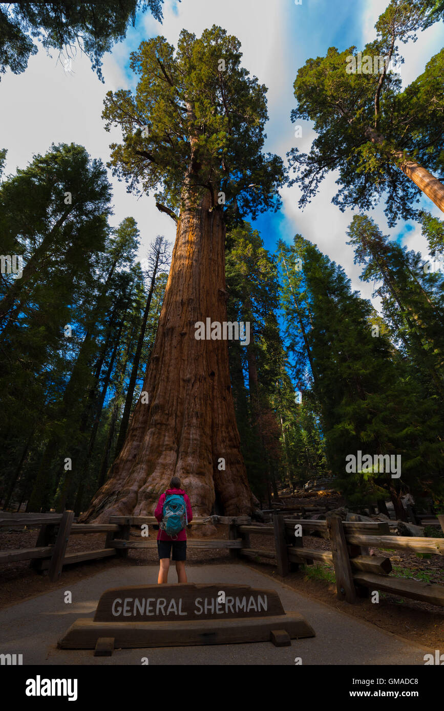 Largest known living single stem tree on Earth Sequoia National Park ...