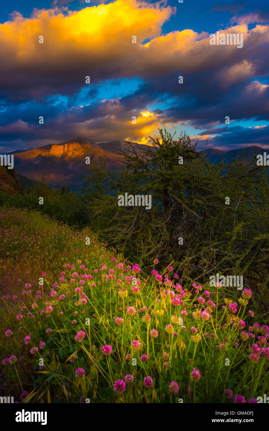 Castle Rock Wild Clover Flowers View from Generals Highway Sequoia ...