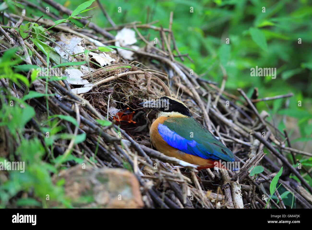 Blue-winged pitta (Pitta moluccensis) nesting in Kaengkrachan National ...