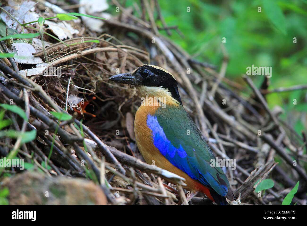 Blue-winged pitta (Pitta moluccensis) nesting in Kaengkrachan National ...